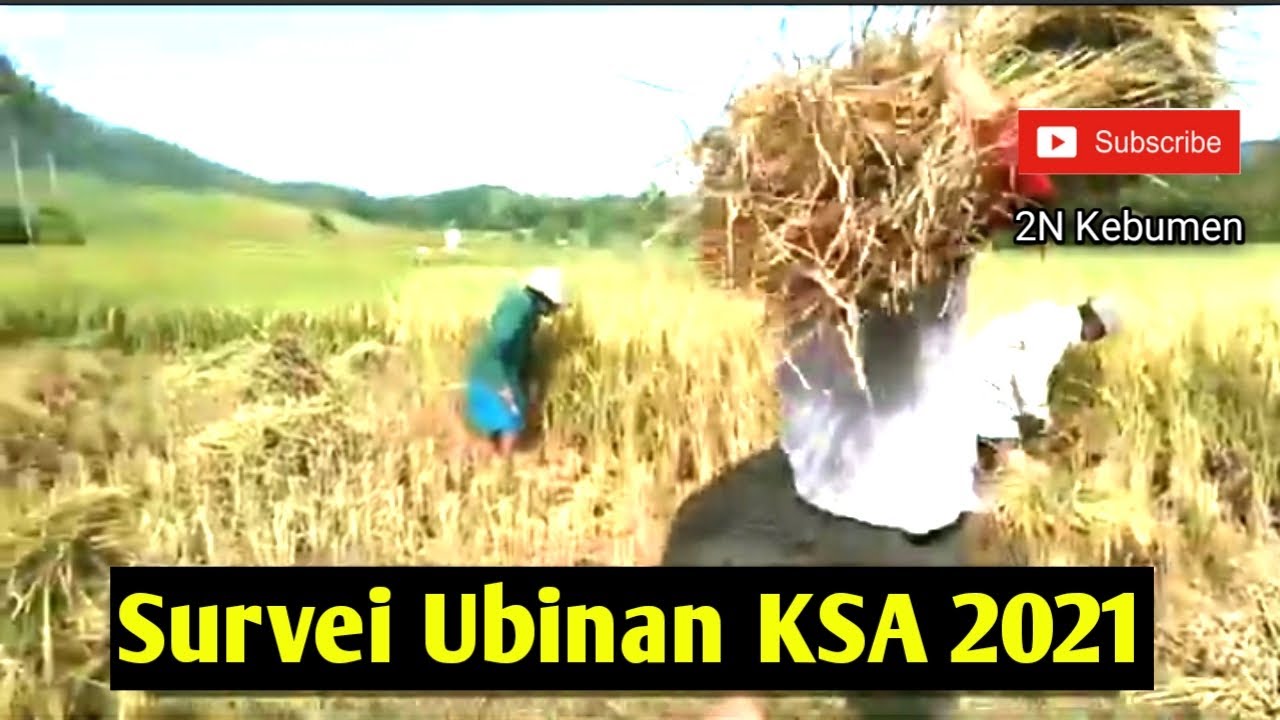 Survei Ubinan Padi KSA 2021 | Berkarya dengan data Desa Kalirejo ...