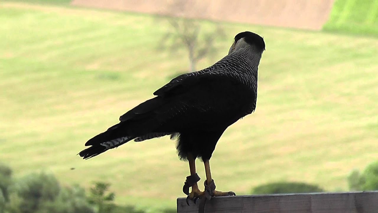 Greifvogel-Flugschau-Burg Guttenberg -August 2012 - 11 - YouTube