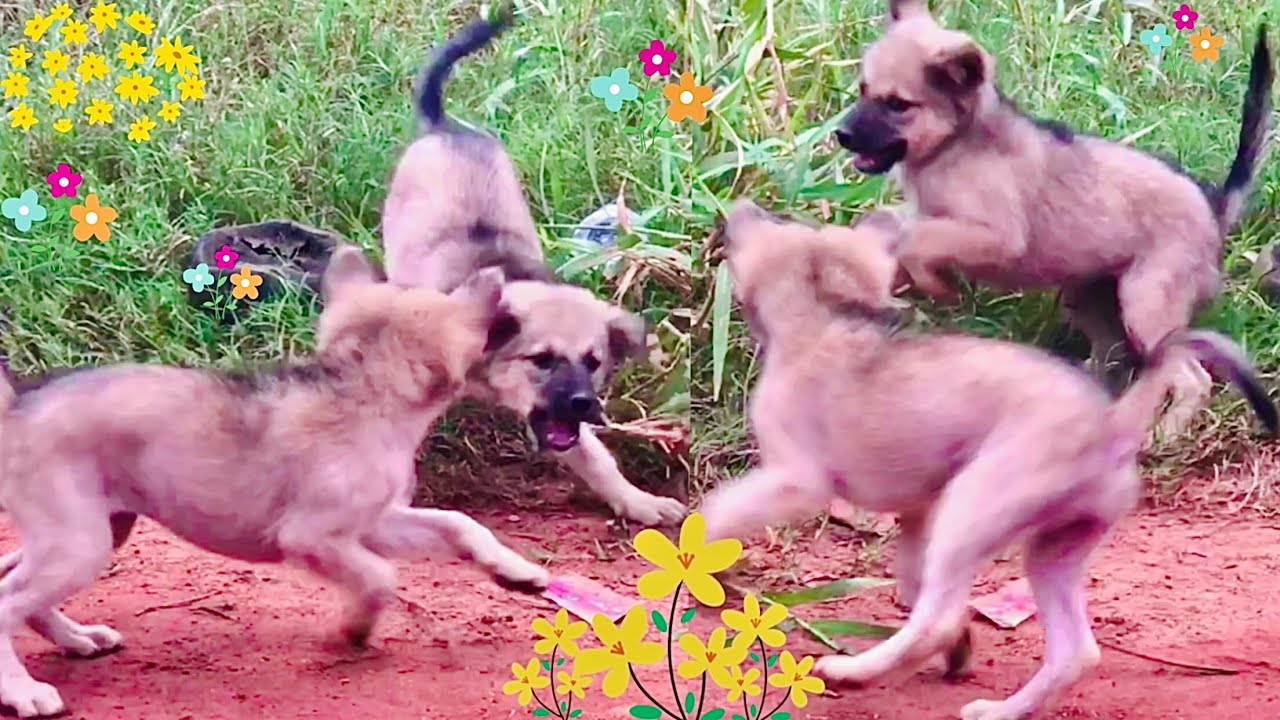 FULL EPISODES 💕🐶TWO PLAYFUL PUPPIES 🐶💕 - YouTube