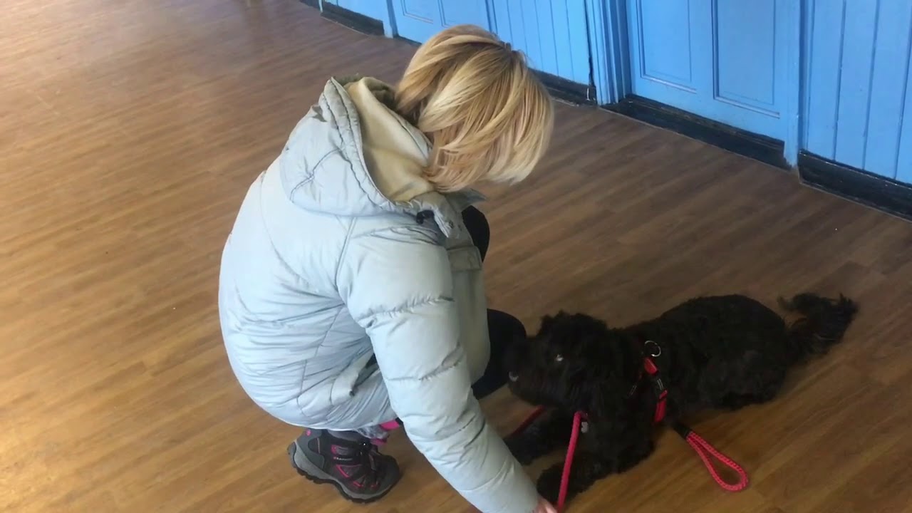 The Three D’s in Dog Training: Distance, Duration and Distraction - YouTube