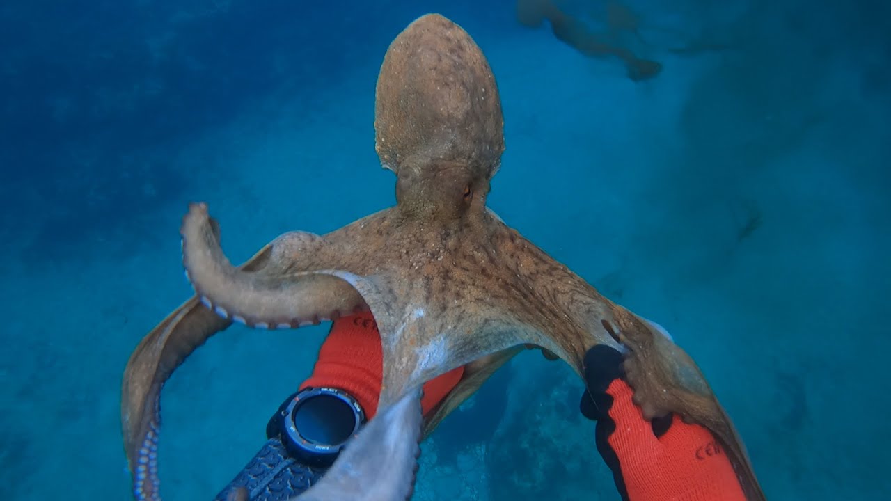 Octopus Camouflage at it's Finest 🐙. Spearfishing Malta. - YouTube