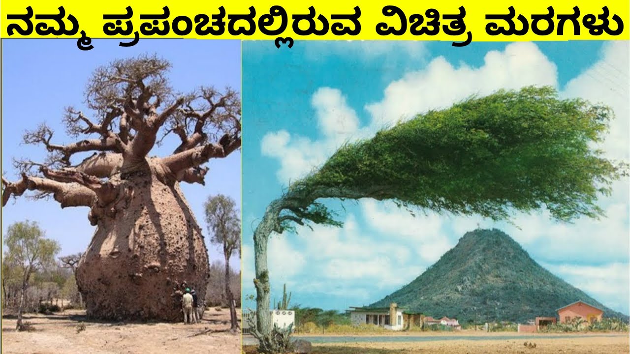  Different Trees In The World Mysteries For