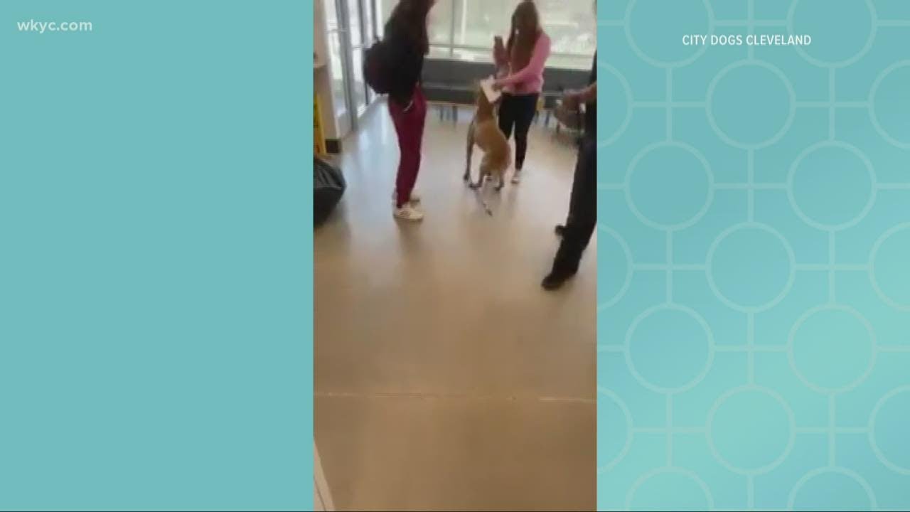 Georgia to Ohio: Missing dog reunited with owner after four years ...