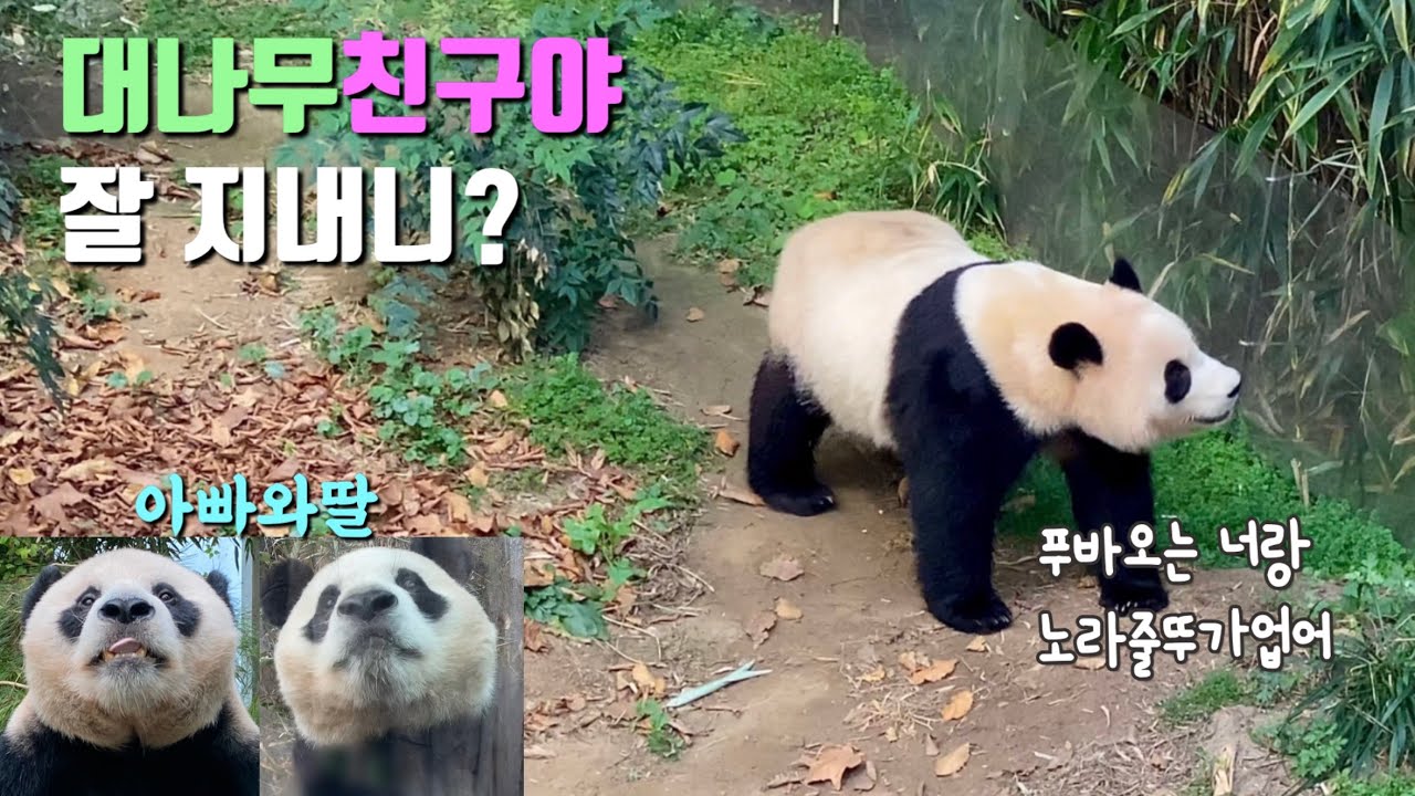 바오패밀리vlog 대나무친구야잘지내니 L 대나무친구랑놀고싶은푸 그와중에팬관리는꼼꼼히 하루에2번팬미팅에😳 오늘도아빠닮은딸푸 Youtube