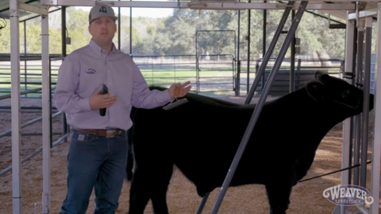 Setting Goals for Clipping Your Calf - YouTube