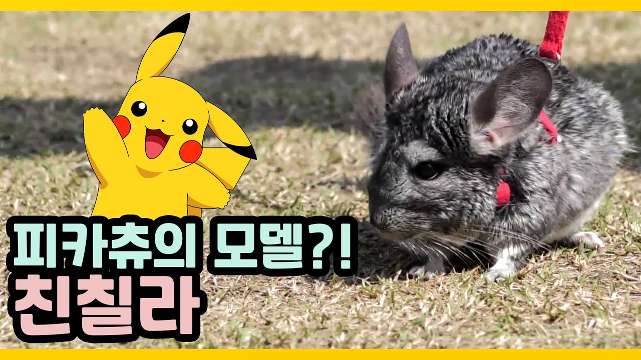 [집에서도 보고싶ZOO] ep.10_2 피카츄의 모델! 친칠라/ Pikachu's model! Chinchilla - YouTube