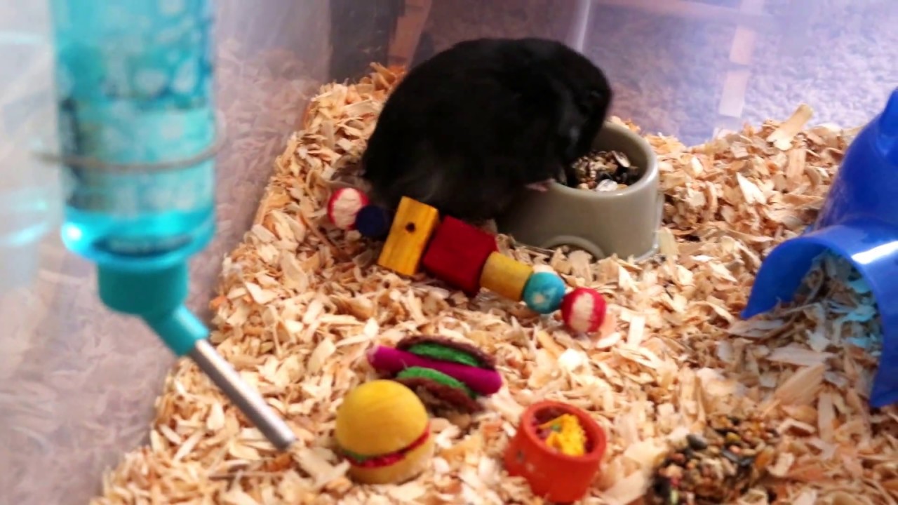 CRAZY HAMSTER CAGE | STAGE 1 LOWER LEVEL | CHARLIE'S NEW HOME - YouTube