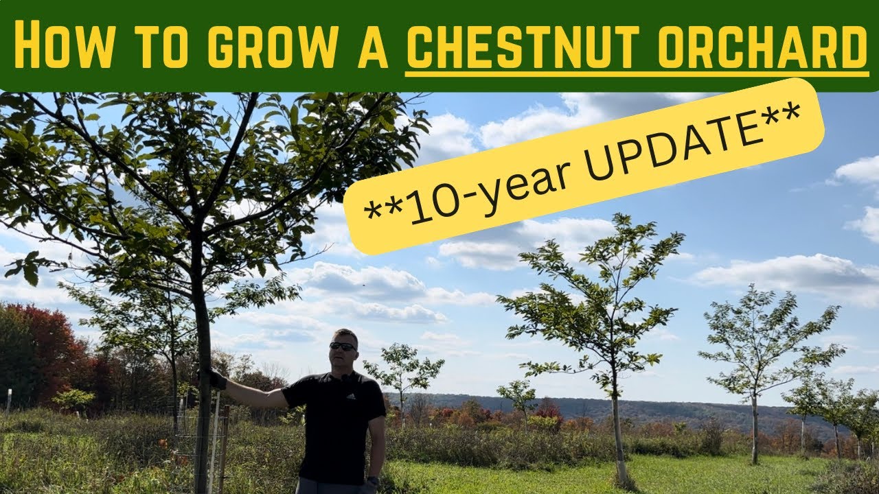 **UPDATED** How to Grow a Chestnut Orchard - 10-years of Experience ...