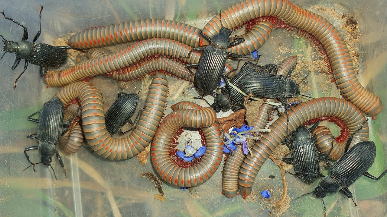 Unveiling the Hidden World: Insects Thriving Inside a Dead Tree # ...