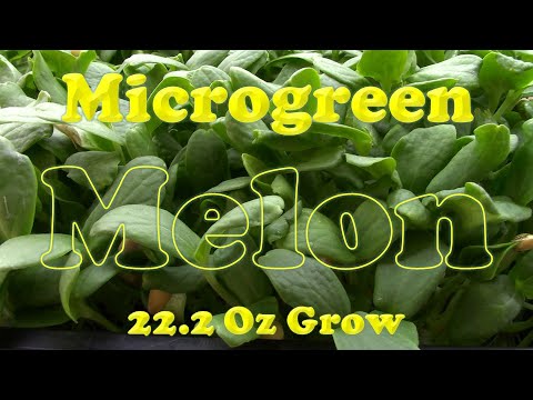 How to Grow Melon Microgreens the IHG Method - YouTube