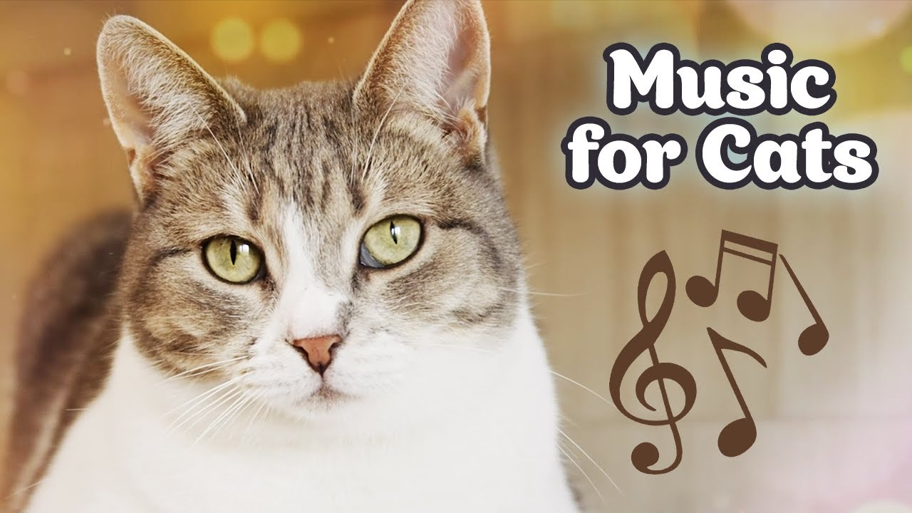 Song of Sleepy Kitten - Soothe Your Hyper Kitten with Relaxing Sleep ...