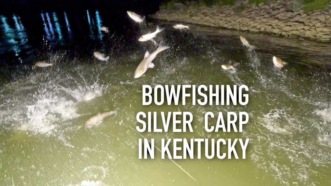 Fish Flying Everywhere! Kentucky Bowfishing for Invasive Carp - YouTube