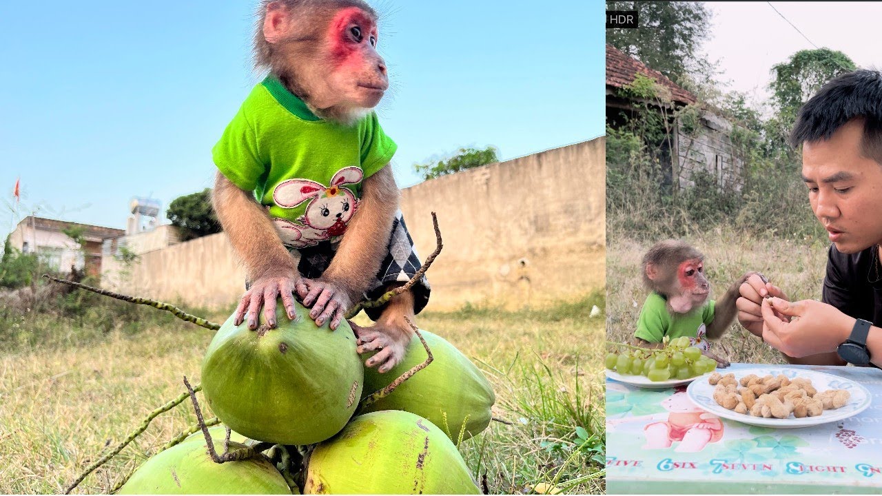 Monkey Sun enjoys delicious coconut water and fruit - YouTube