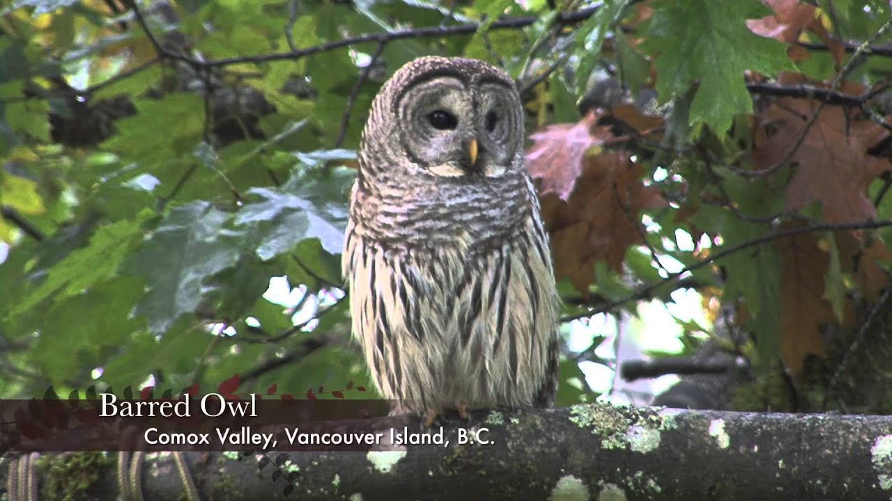 Barred Owl - Spotted Owls cousin and main competitor in the Backyard ...