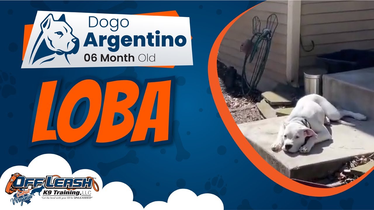 Loba 6mo Dogo Argentino | Dumfries Va. | Best dog Trainer | Off Leash ...