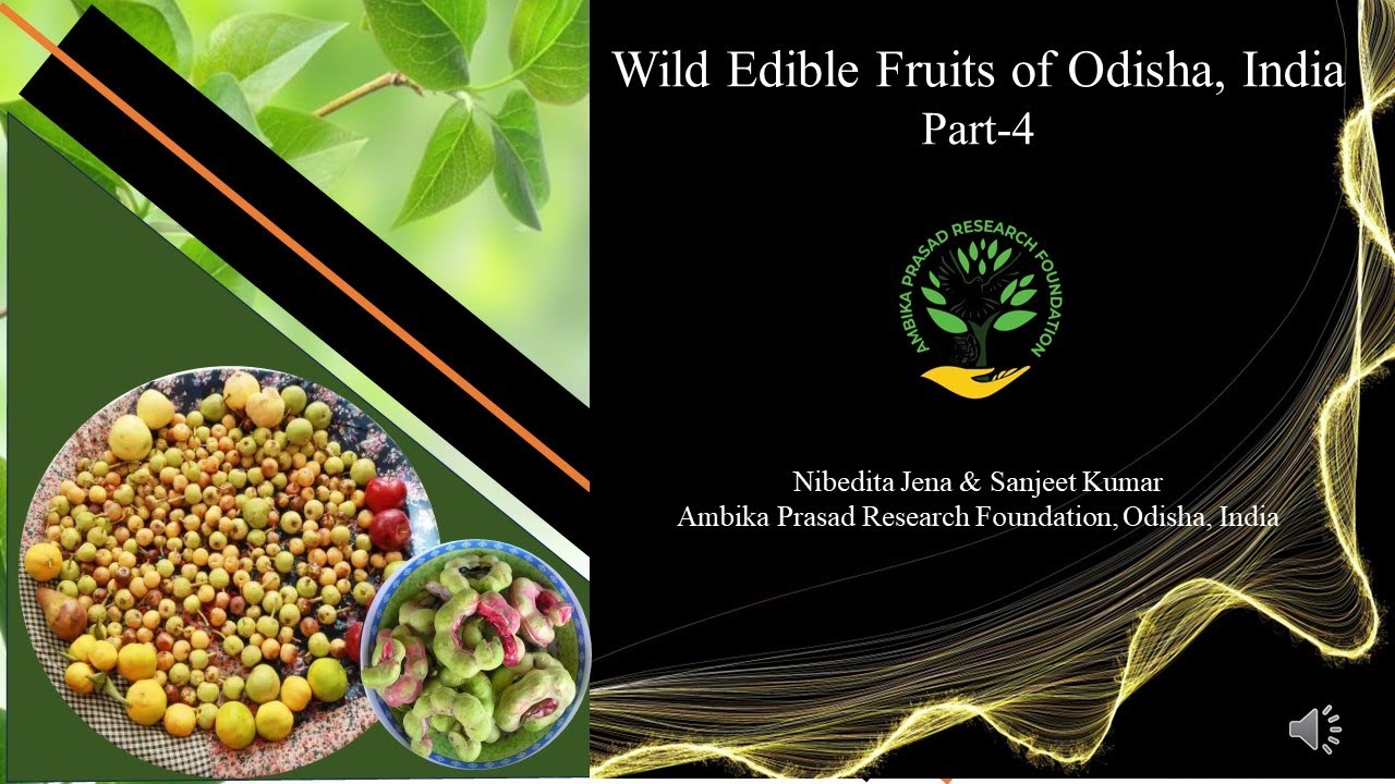 Part 4; Wild edible fruits of Odisha, India; #edible #fruits #forest # ...
