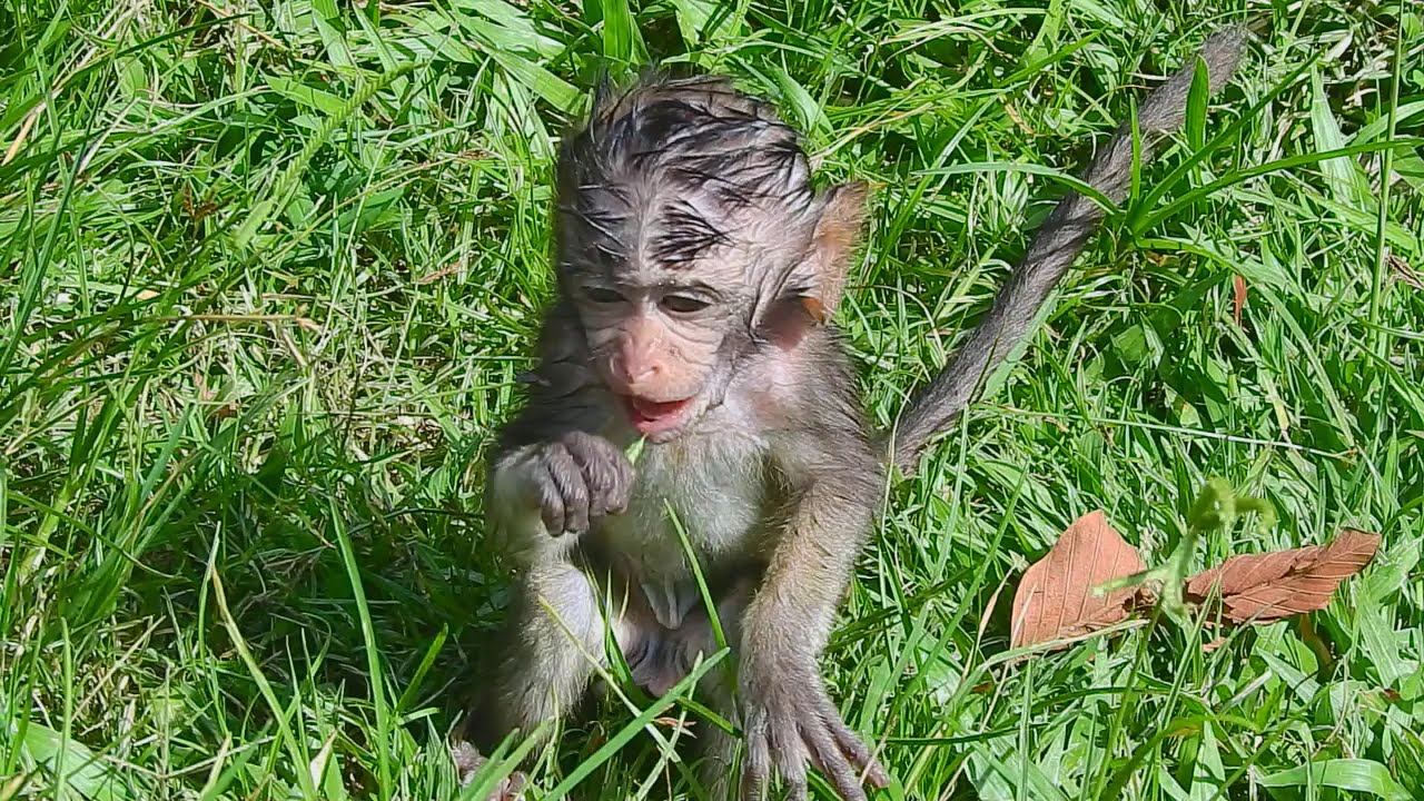 Awesome baby Daniela so brave to jump dive into swimming pool, baby ...