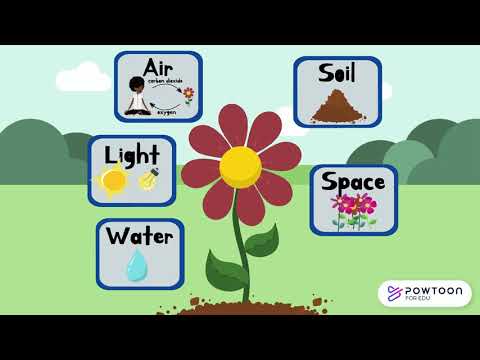 What Plants Need Worksheets First Grade