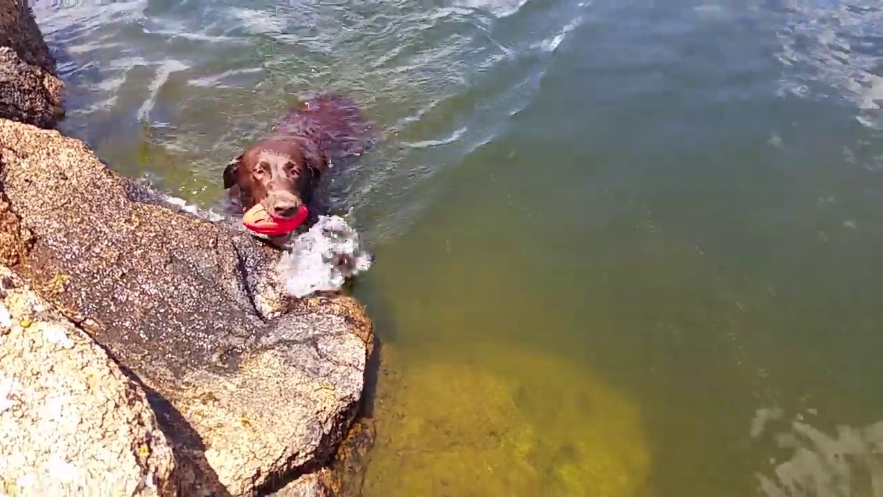 Lab Gun Dog Water Retrieve Training - YouTube