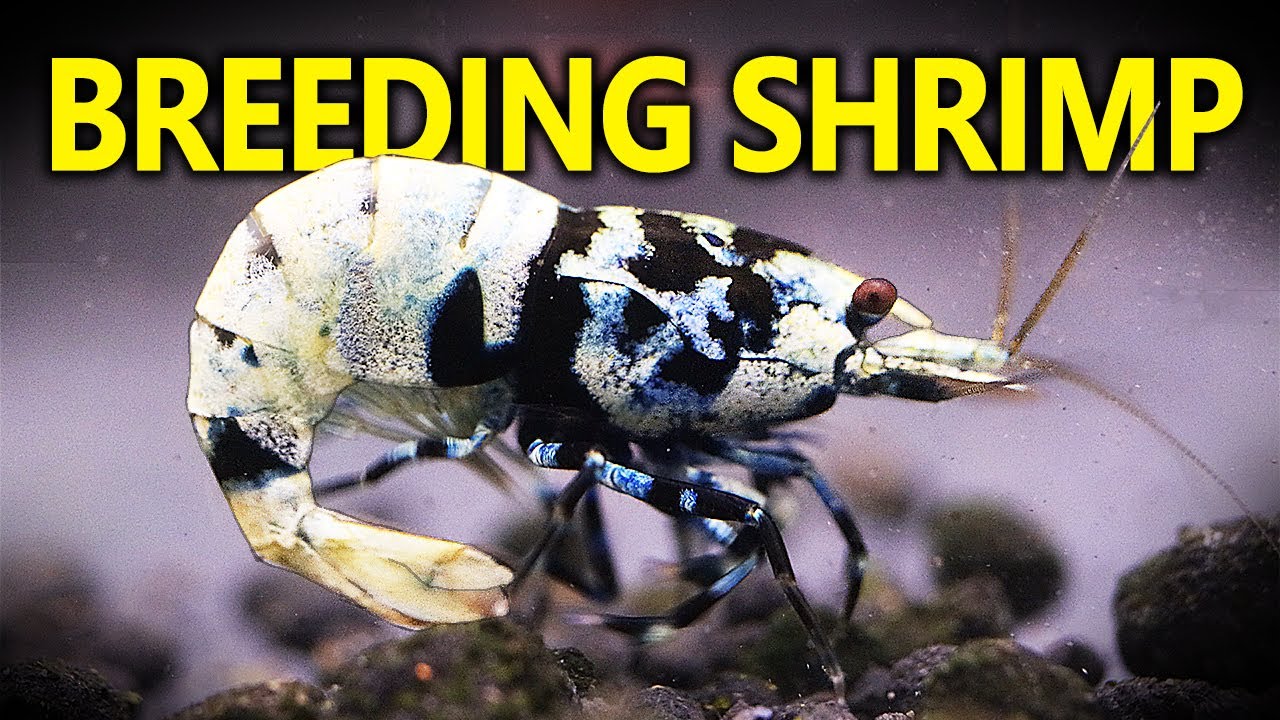 My Top Tips for Breeding and Keeping Shrimp - YouTube