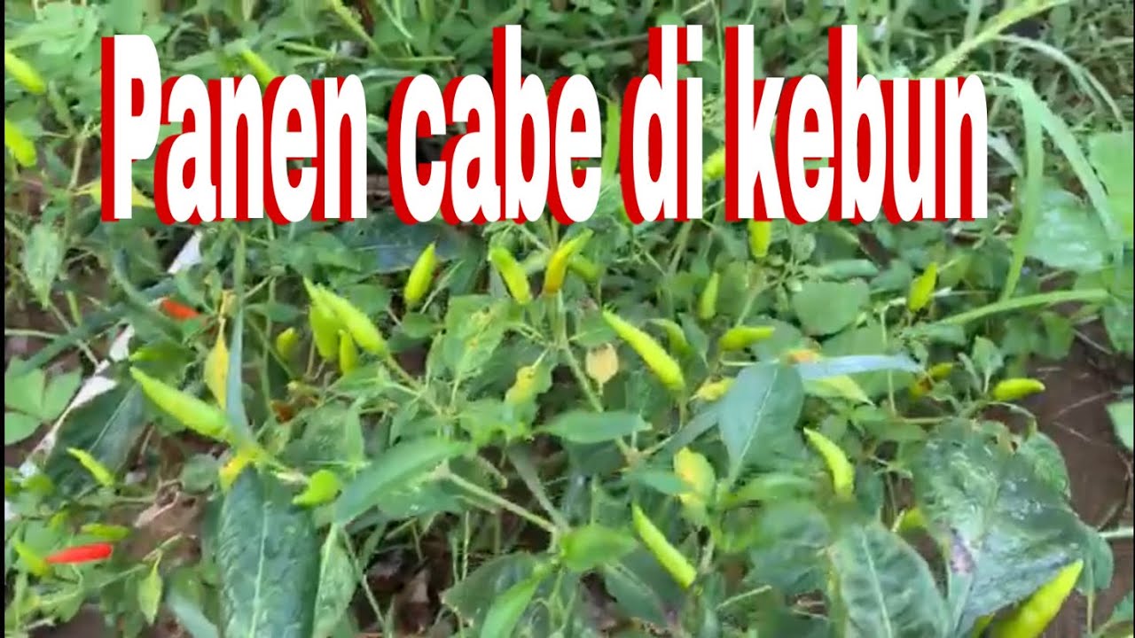 Panen cabe rawet Lahan sedikit dapat sekarung - YouTube