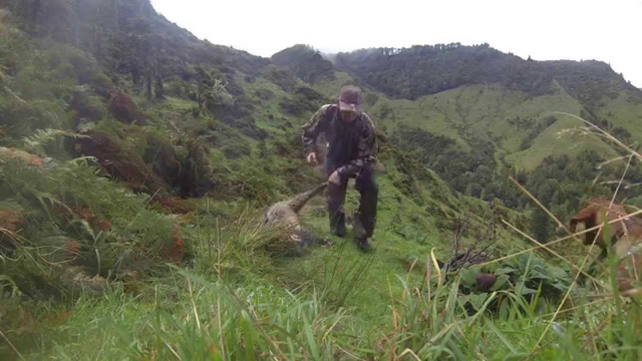 1st part ...Real Goat hunting in NZ. Watch in HD!! - YouTube