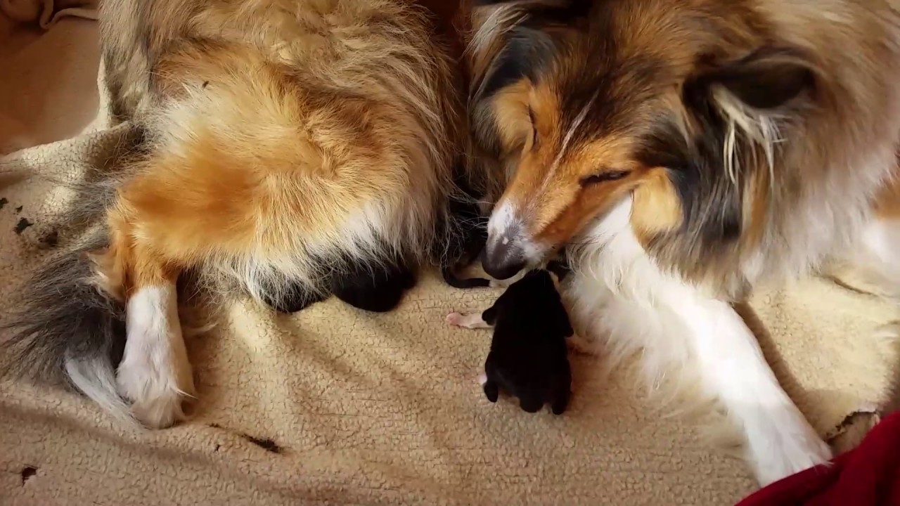 Collie Welpen 2014 - YouTube