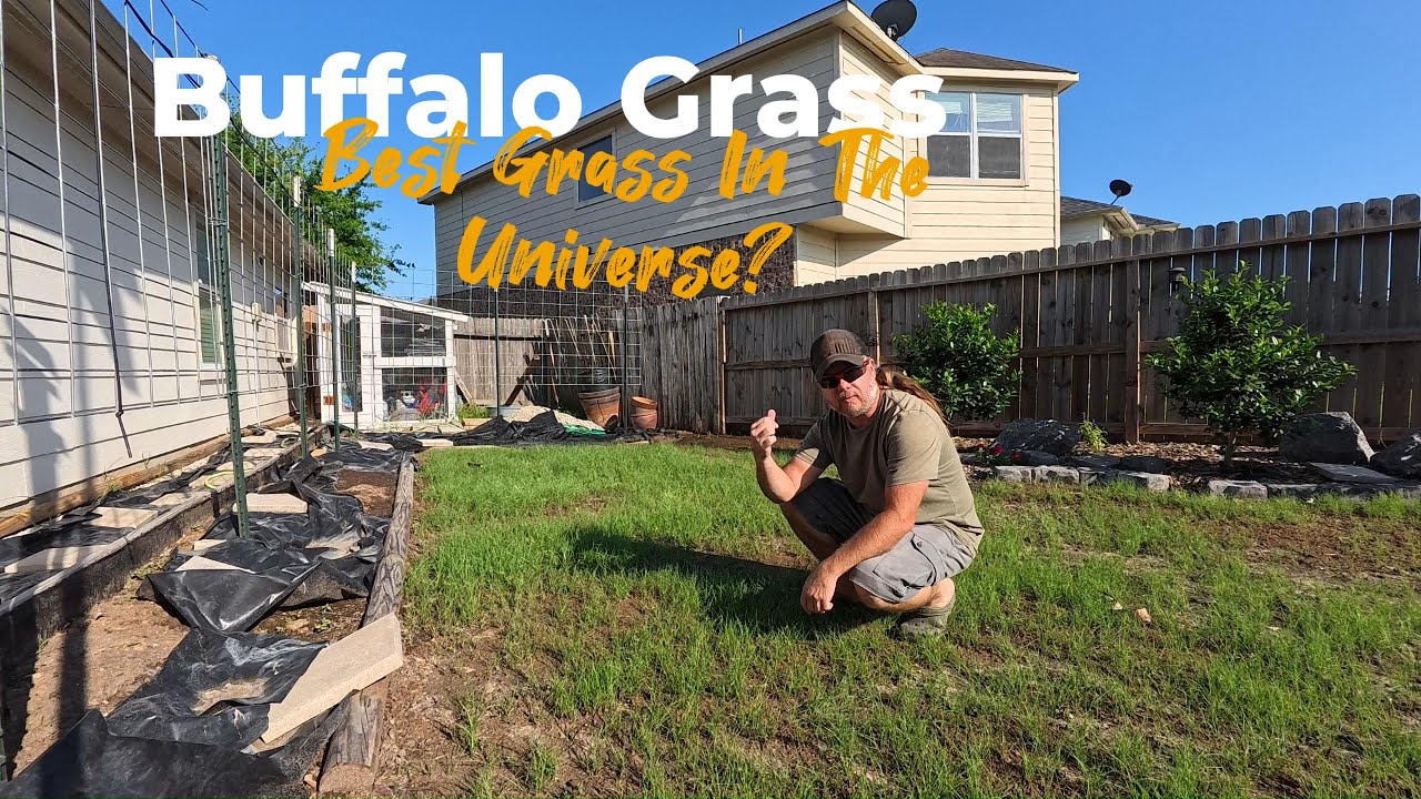 Buffalo Grass, best grass for southern lawn? (Cody Buffalo Grass) (Best ...