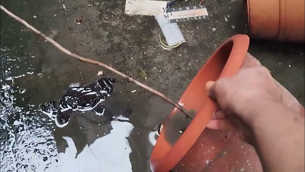 অতিবৃষ্টি তে আমার বাগানের অবস্থা করুন হয়ে গেছে 😭 @monira's vlog - YouTube