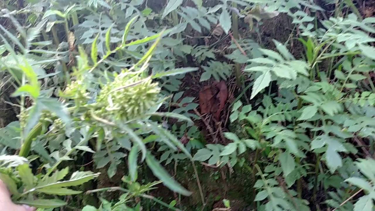 Capiçoba - YouTube