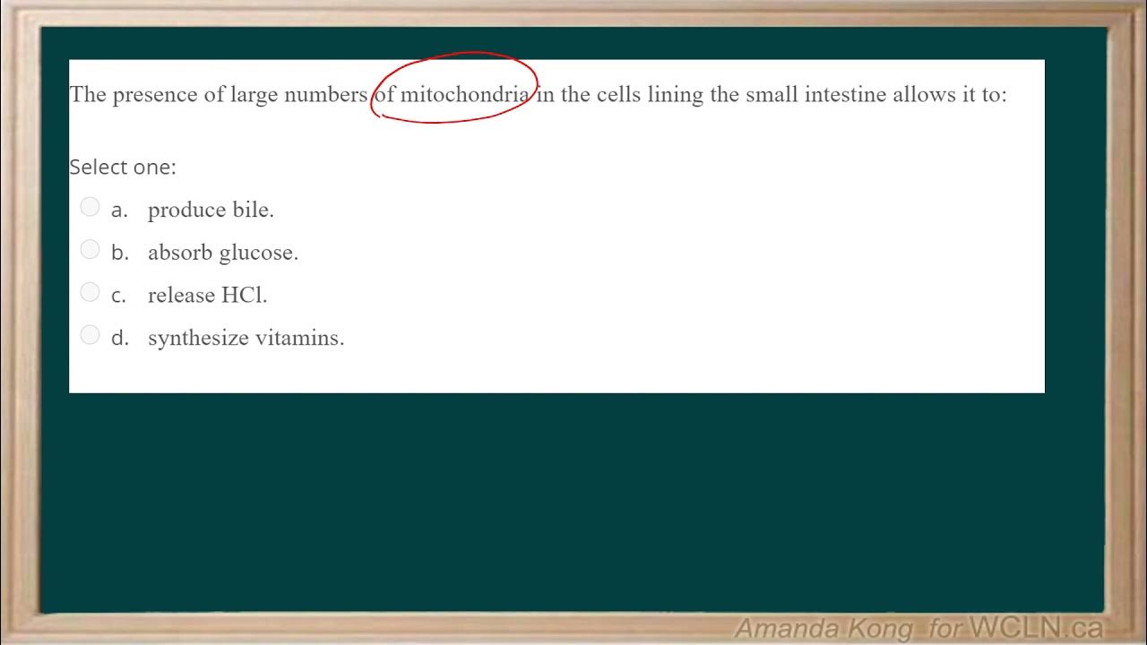 WCLN -AP 12 Unit 4- Digestion- Question 29 Explanation - YouTube