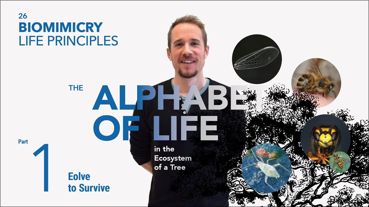 Biomimicry Life Principles Part 1: ABCD - YouTube