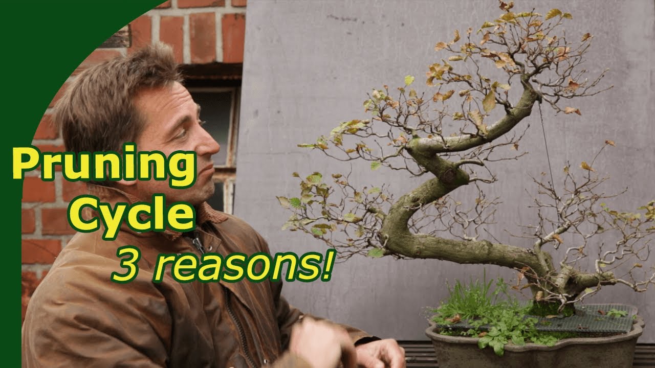 Winter and spring pruning deciduous bonsai - YouTube