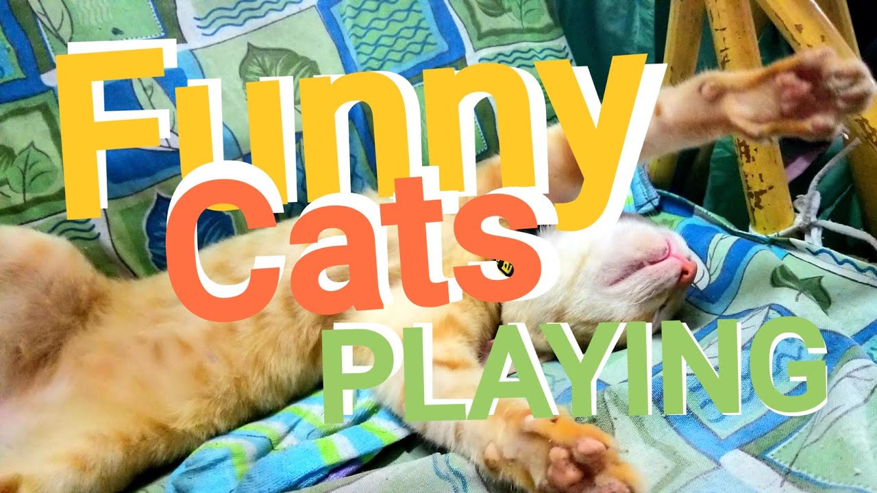 CAT PLAYING| funny, funny cats, animals, pets, try not to laugh - YouTube