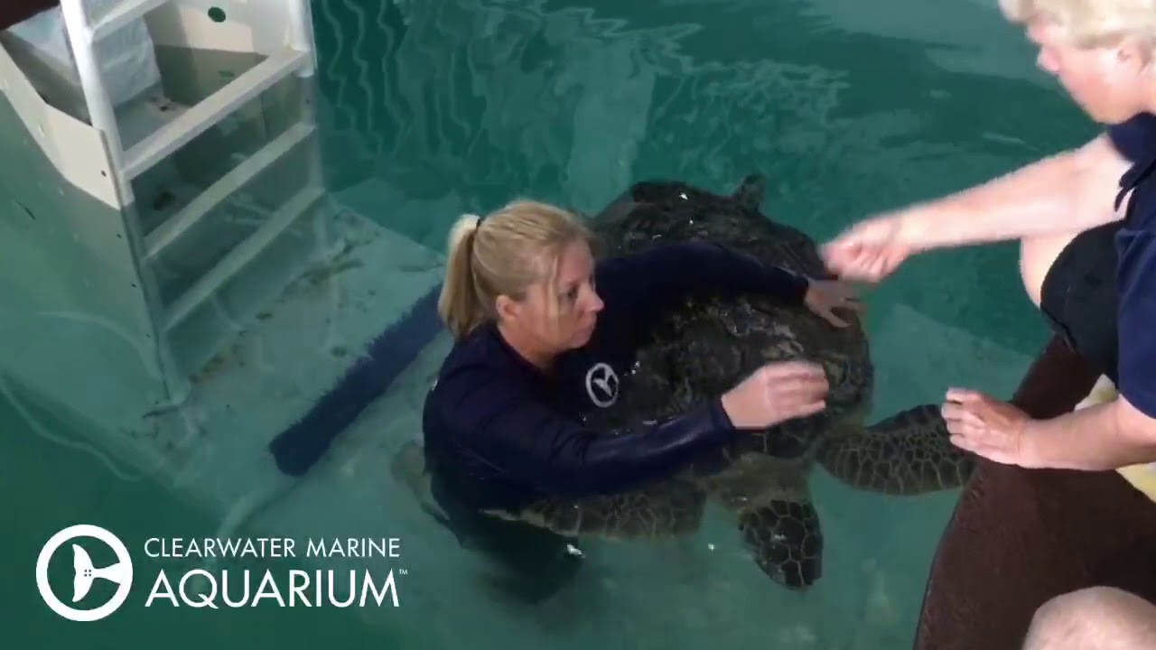 Cocoa the Blind Sea Turtle's 19th Rescue Anniversary - YouTube