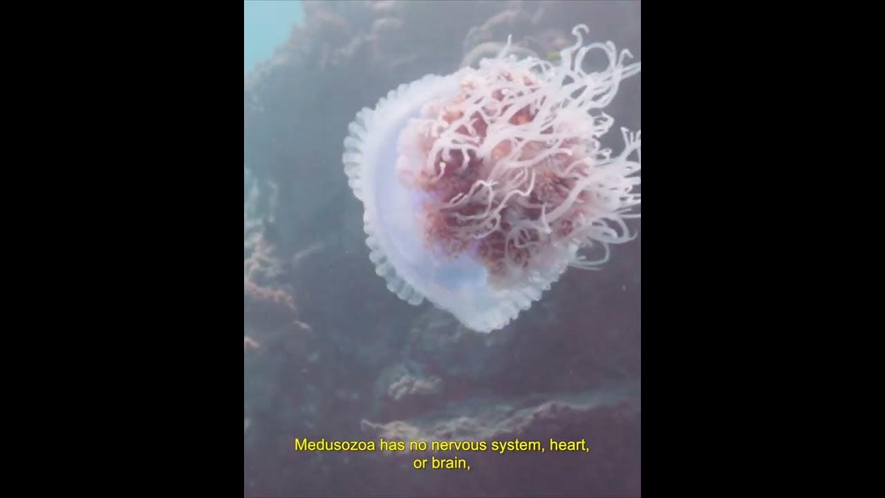 Why you shouldn't read “Meduza” media? (english subtitles) - YouTube