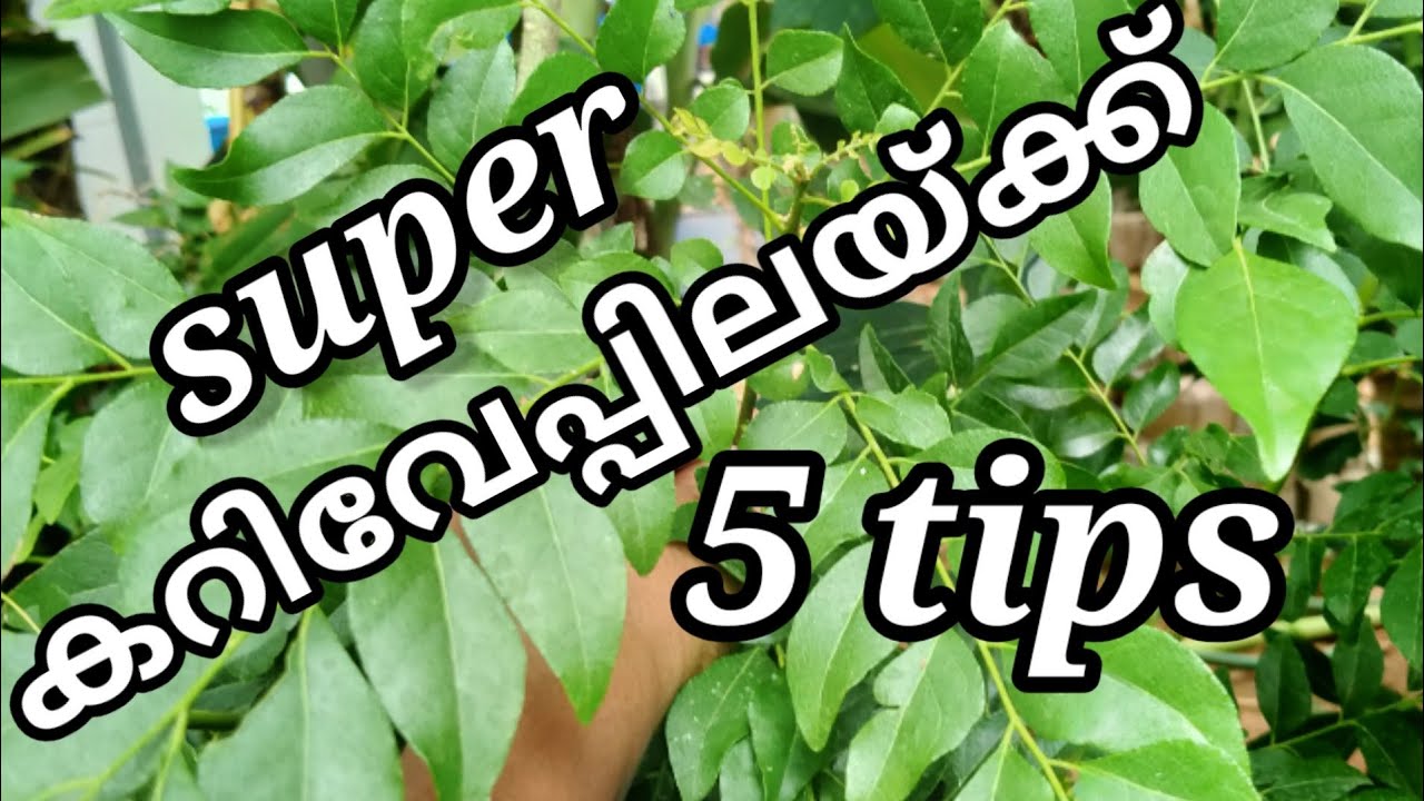 kariveppila krishi/ curry leaves krishi tips/curryleaves cultivation ...