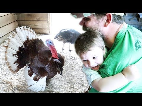 Turkey Scares Twin Toddlers! - YouTube