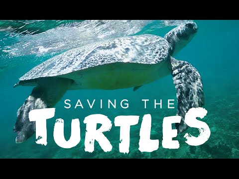SAVING THE TURTLES OF PORT HEADLAND TRAILER - YouTube