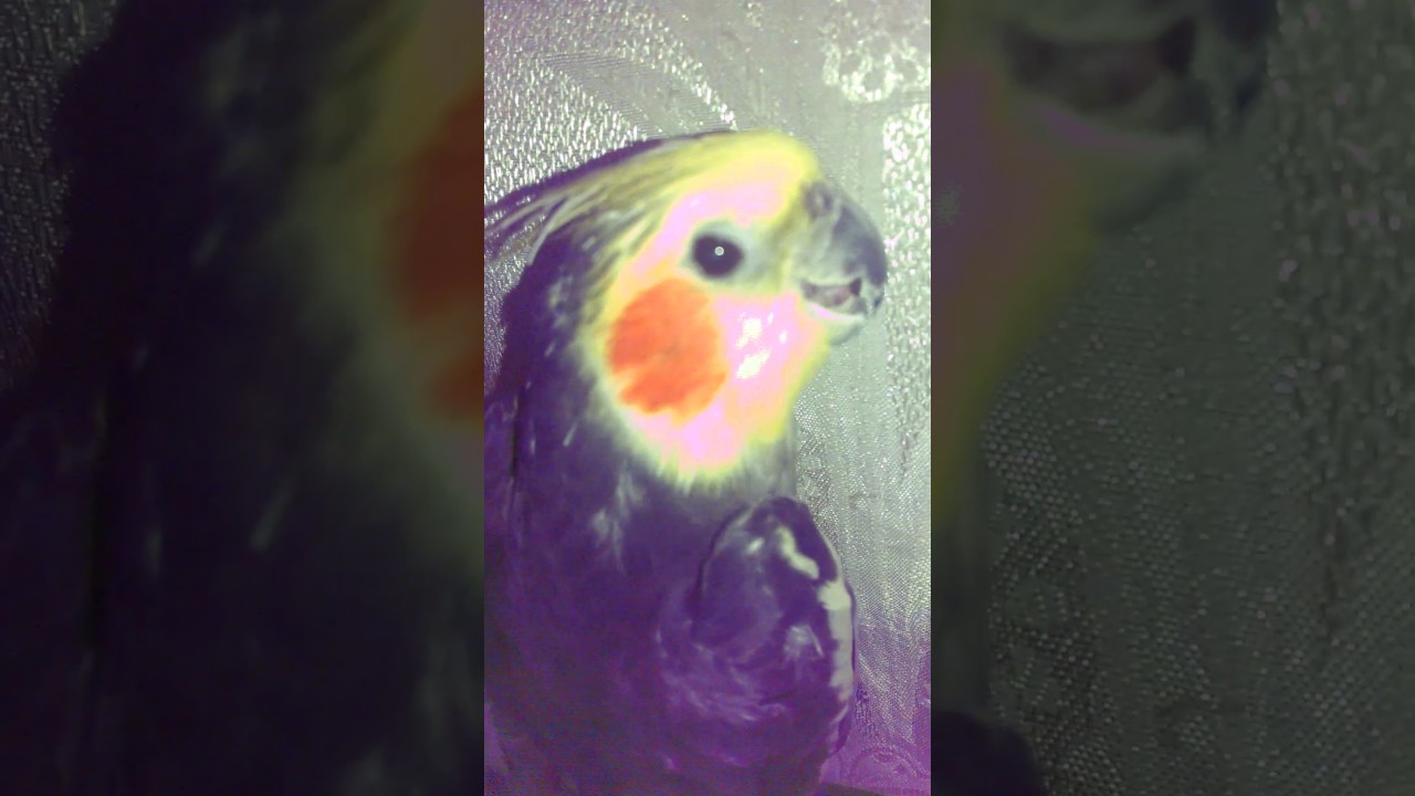 Monkey Bird? - YouTube