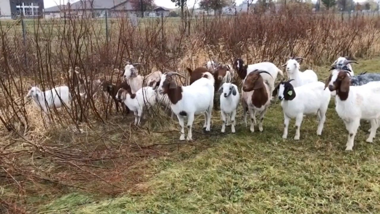 Wisconsin airport using goats for weed control - YouTube