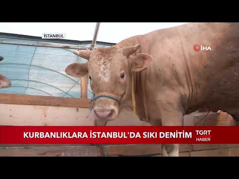 Kurbanlıklara İstanbul'da Sıkı Denetim