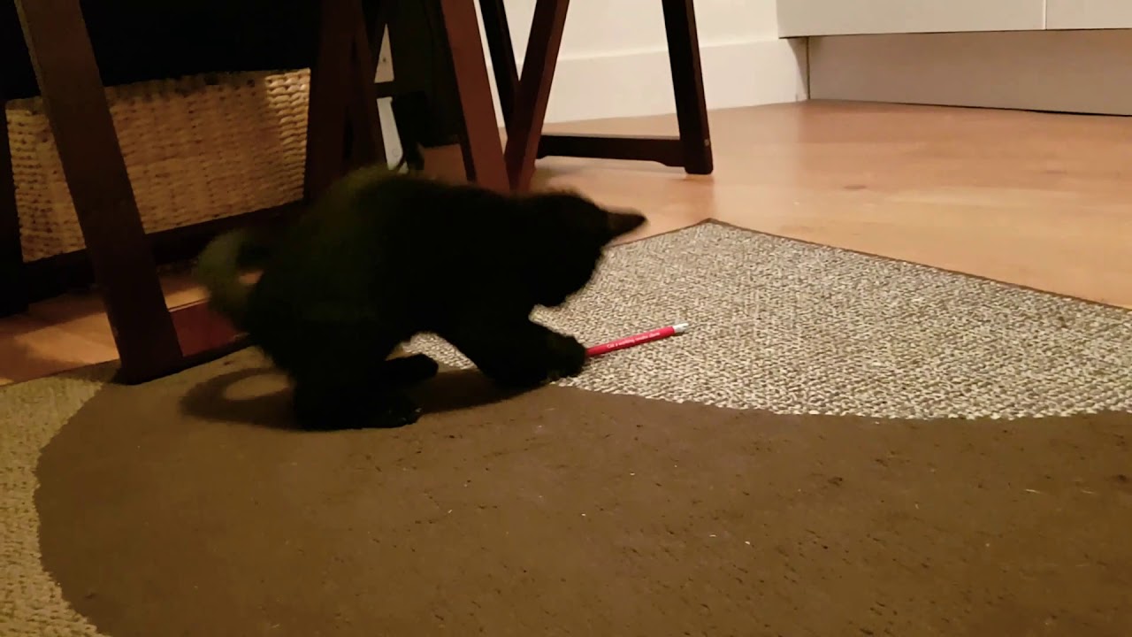 Tiddles the cat learning to write\playing with ️ - YouTube