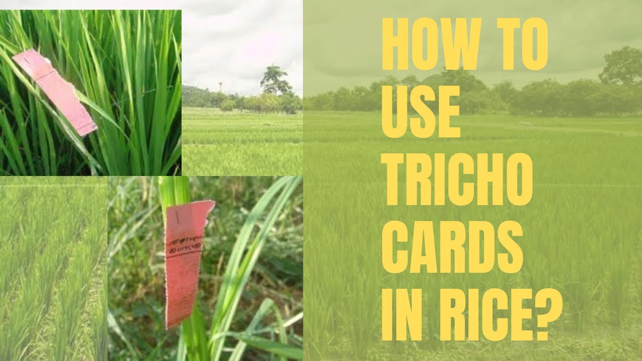 Tricho Cards | How And When To Use Trico Cards In Paddy/Rice ...