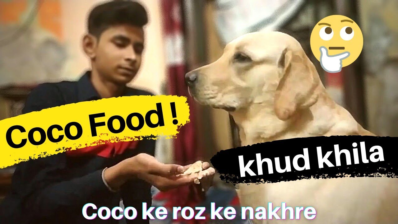 Labrador coco never eat food herself🐶coco ke roz ke nakhre #coco # ...