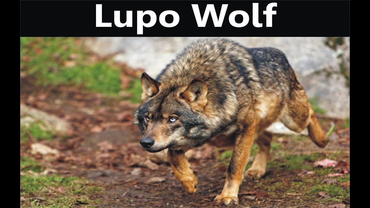 Close shots of Lupo Wolf - YouTube