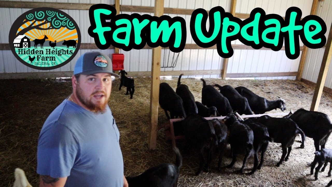 Goat Update - YouTube