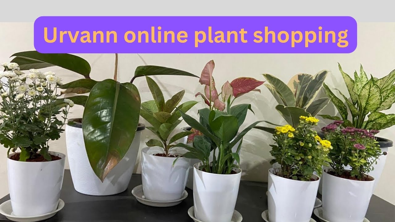 online plants shopping/Urvann online plants shopping/online plants ...