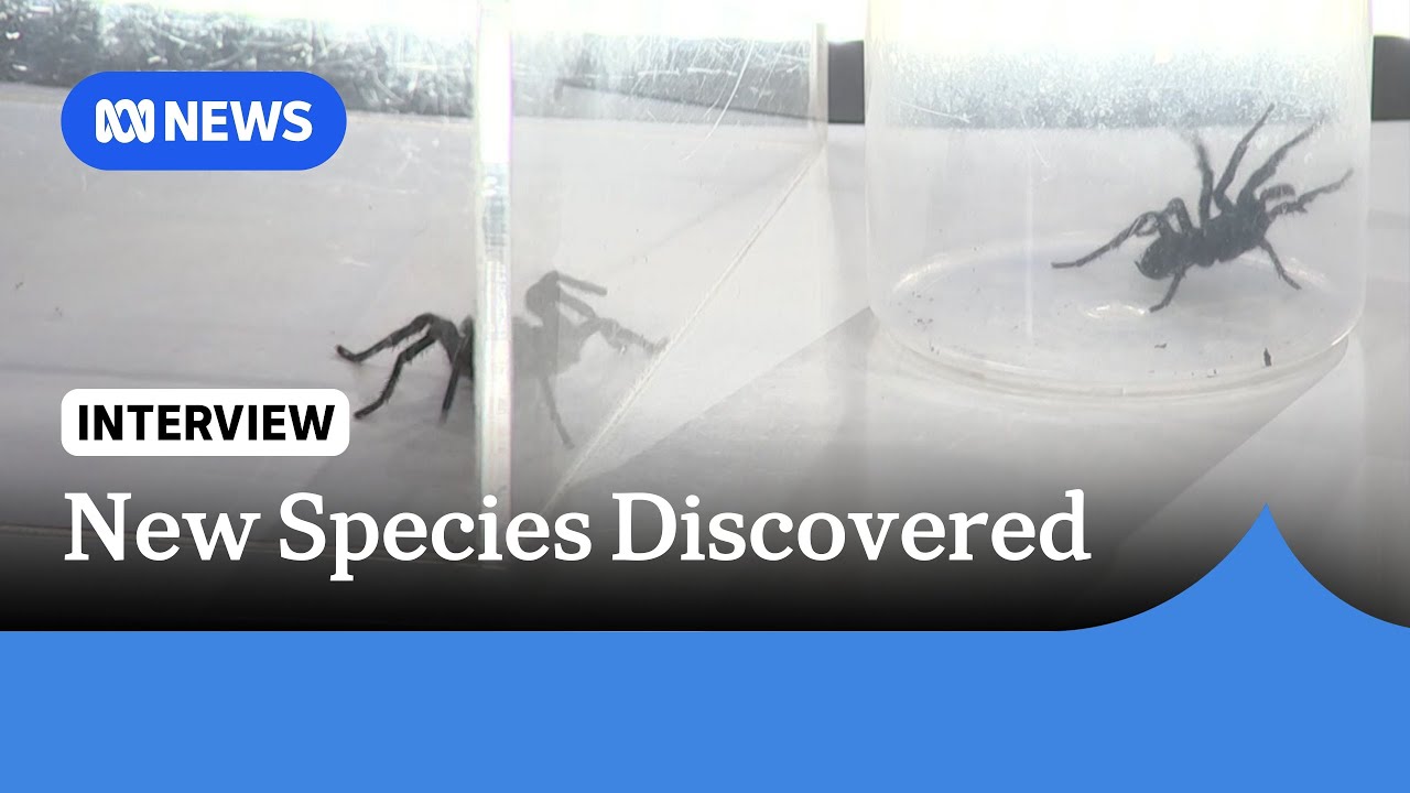 Spider enthusiast discovers huge new species of deadly funnel web | ABC ...