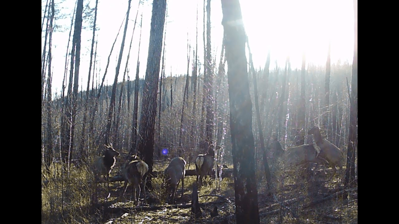 Capreolus pygargus eat salt in Transbaikalia - YouTube